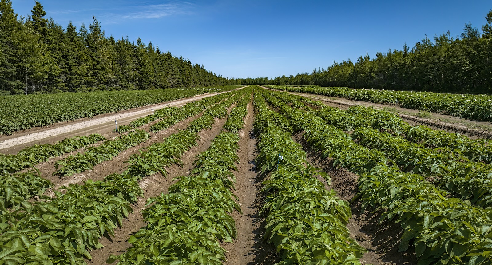 Our Companies | Honest Potato Co.