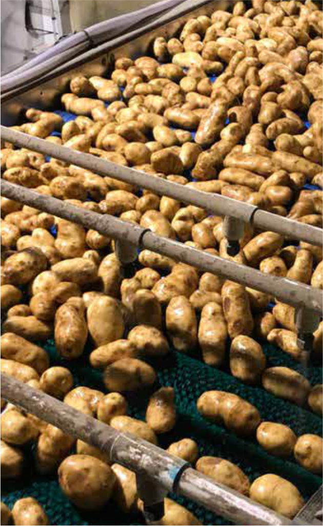 Our Companies | Honest Potato Co.