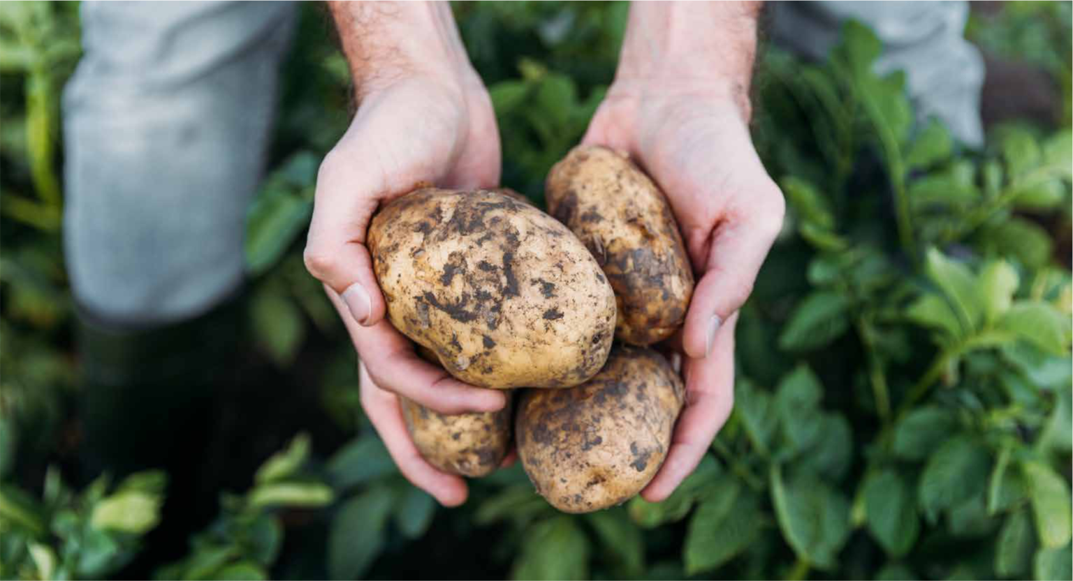 Our Companies | Honest Potato Co.